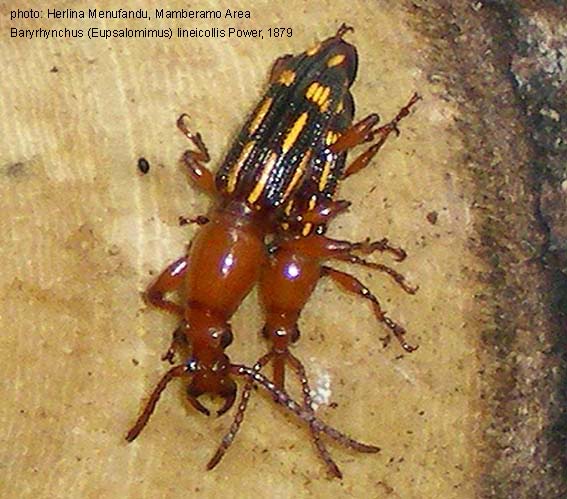 Papua Insects Foundation (Coleoptera/Brentidae)